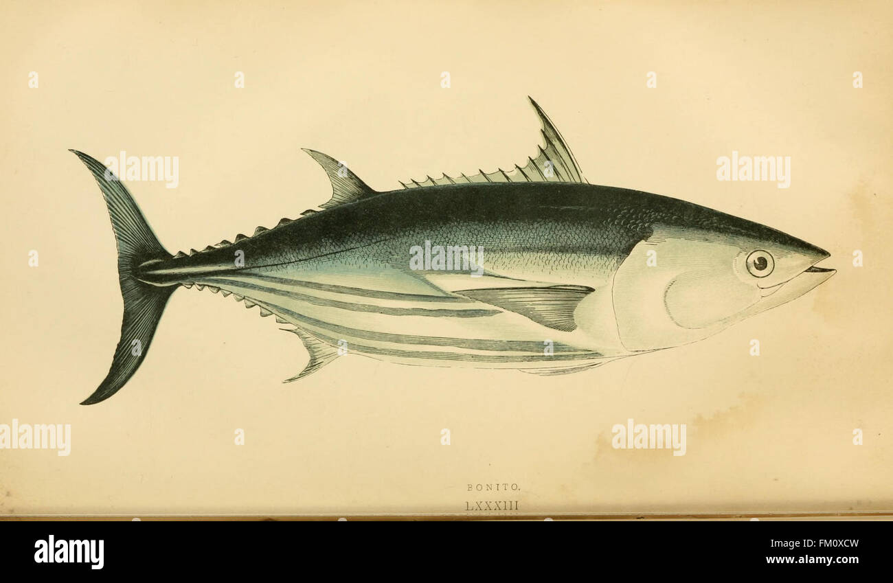 Plate LXXXIII from 'A History of the Fishes of the British Islands ...