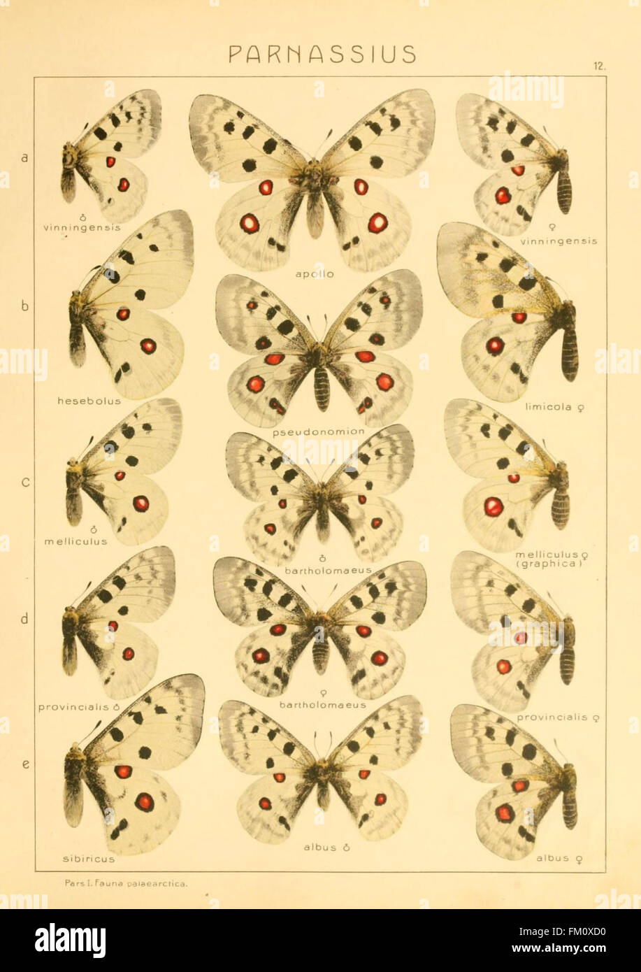 Plate 12 from *The Macrolepidoptera of the World* features detailed ...