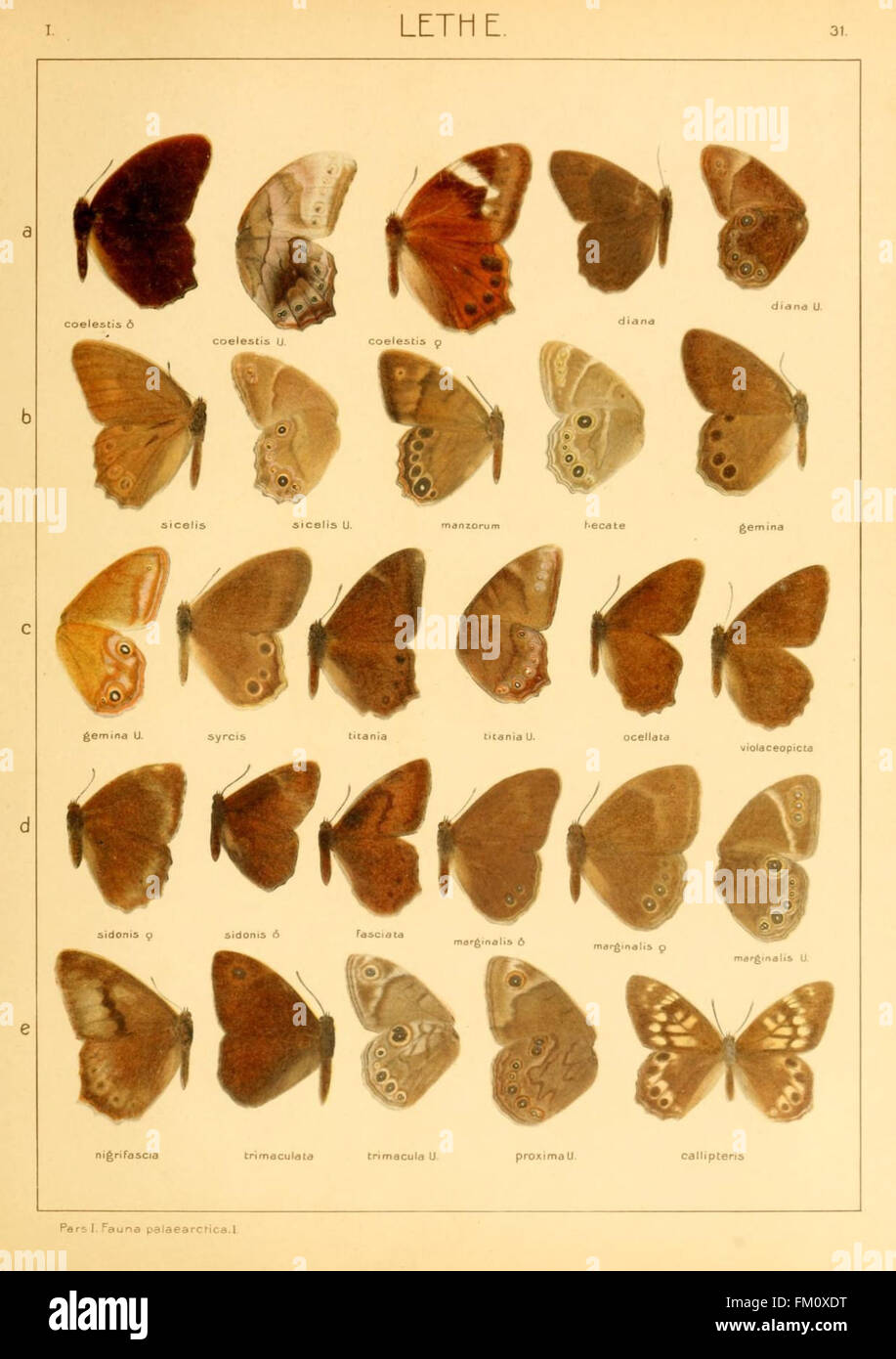 Plate 31 from *The Macrolepidoptera of the World* illustrates various ...
