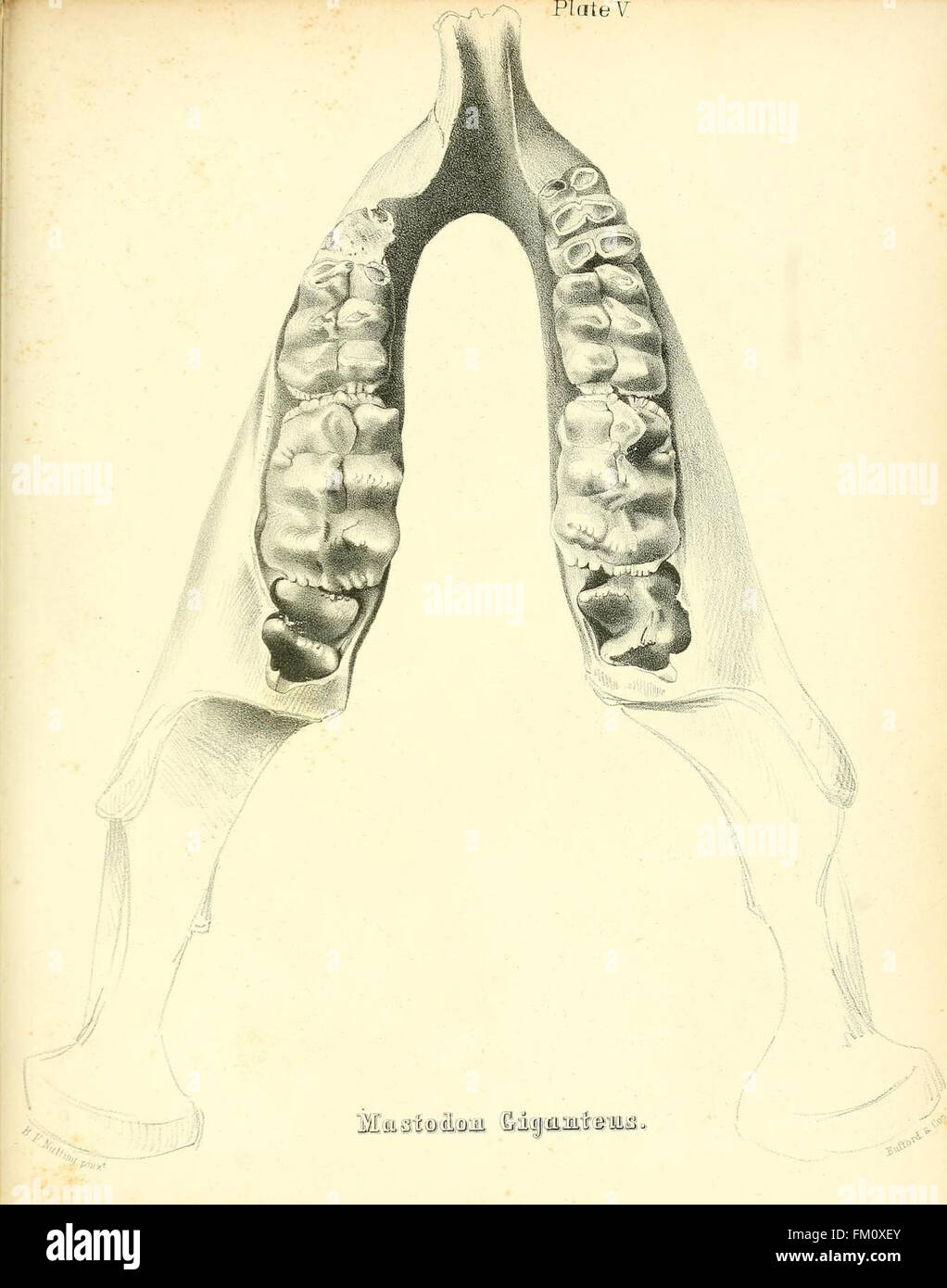 'The Mastodon Giganteus of North America' (Plate V) illustrates the ...