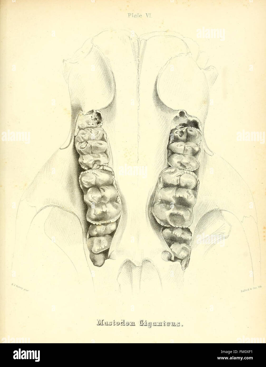 This work focuses on the Mastodon giganteus, an extinct species of ...