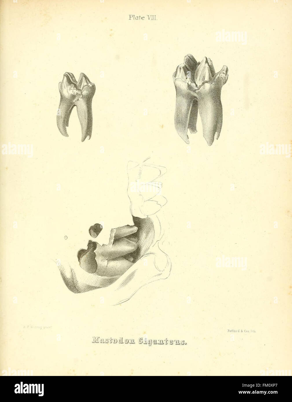 Plate VIII from *The Mastodon giganteus of North America* depicts the ...