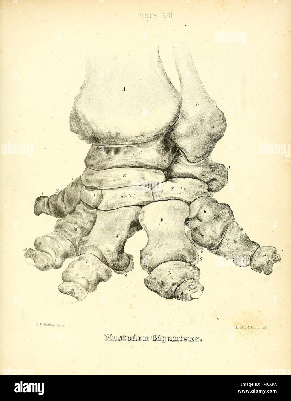 An illustration of the Mastodon giganteus from 'Paleontology of North ...