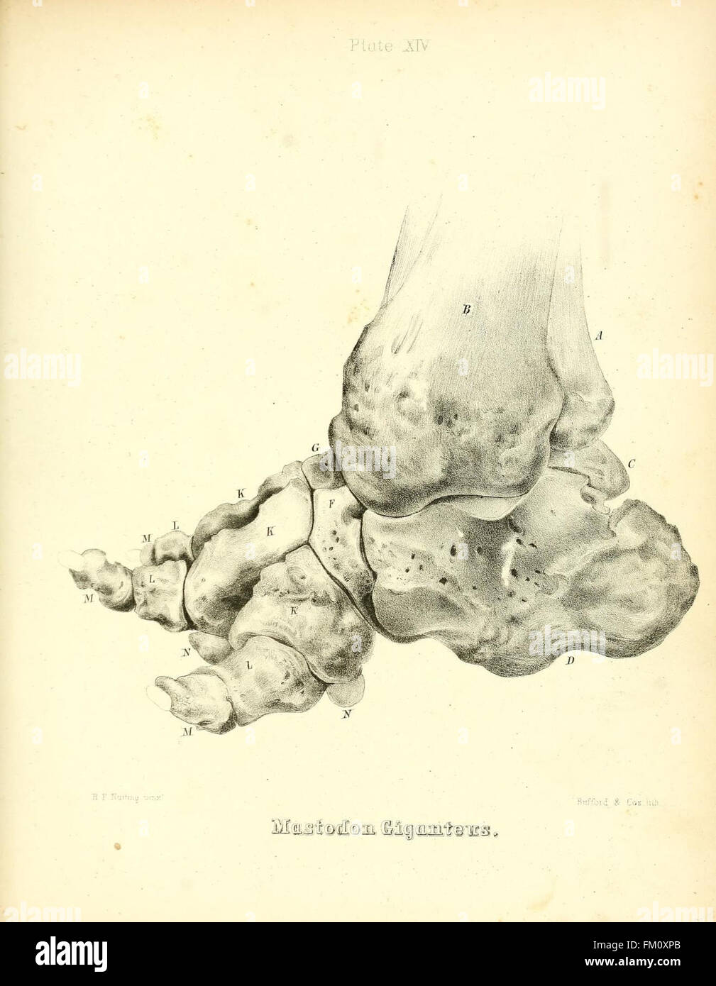 This plate from 'The Mastodon Giganteus of North America' features an ...