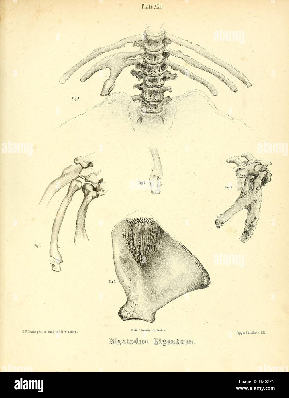 A detailed illustration of the Mastodon giganteus, an extinct mammal ...