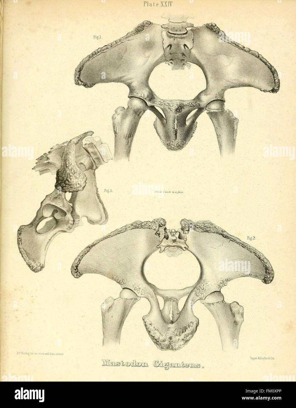 *The Mastodon Giganteus of North America* (Plate XXIV) provides a ...