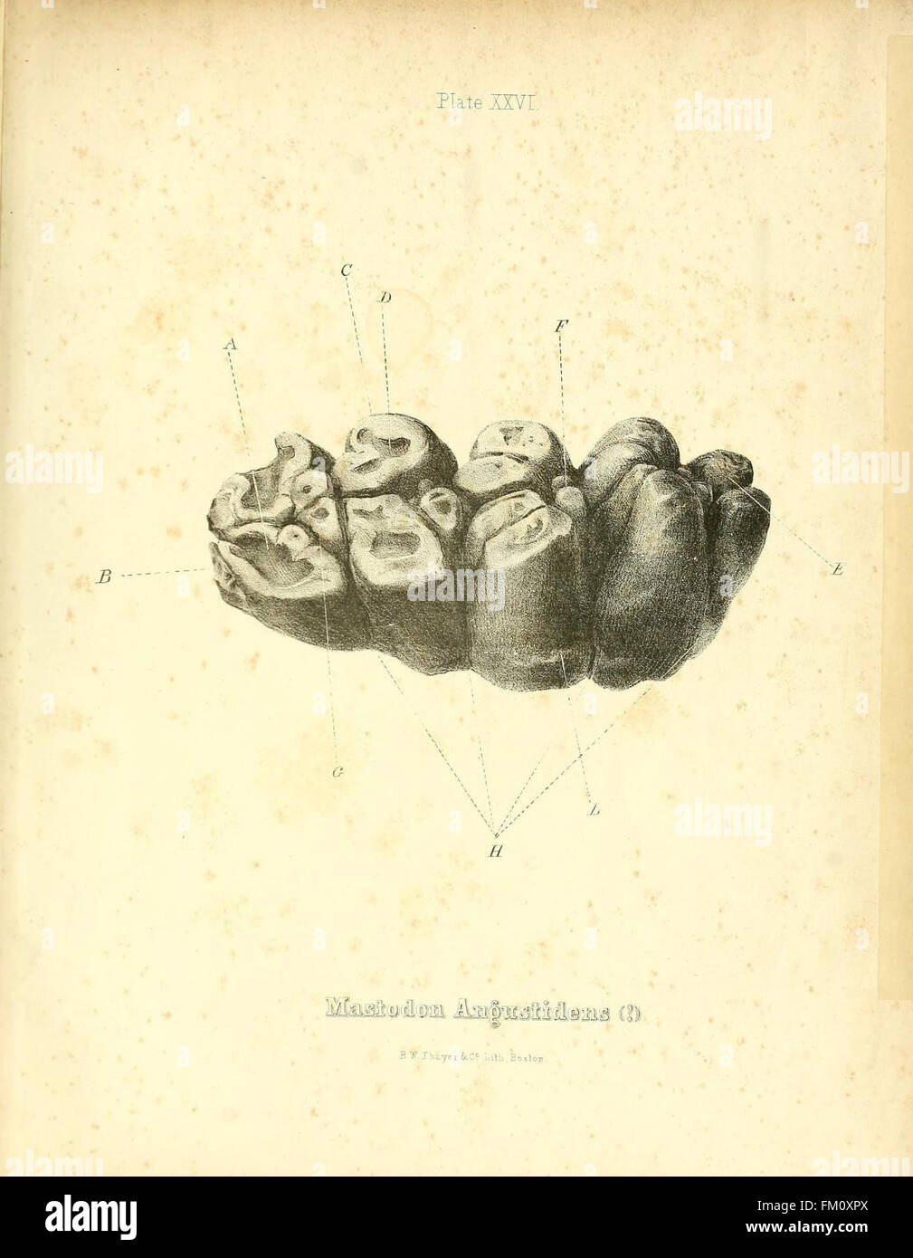 'The Mastodon giganteus of North America' (Plate XXVI) presents a ...