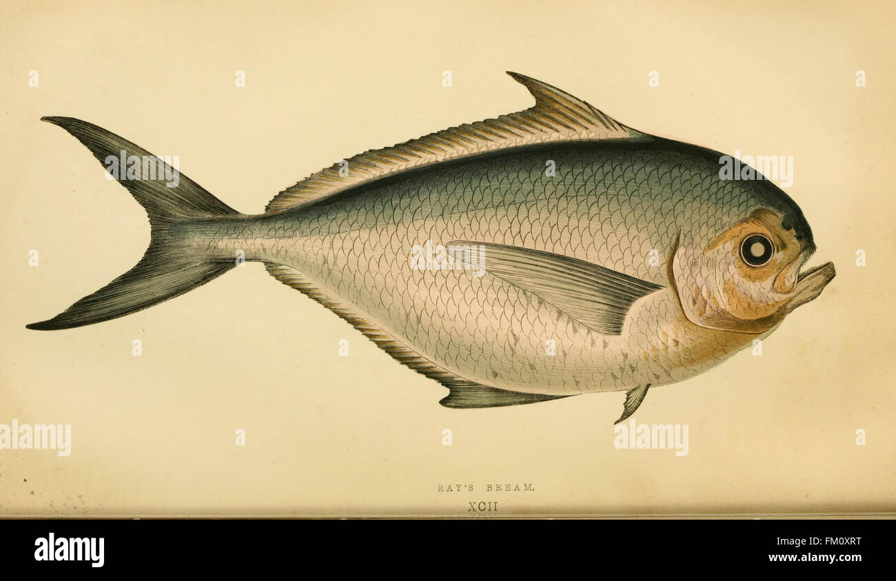 This historical work on the fishes of the British Islands presents a ...