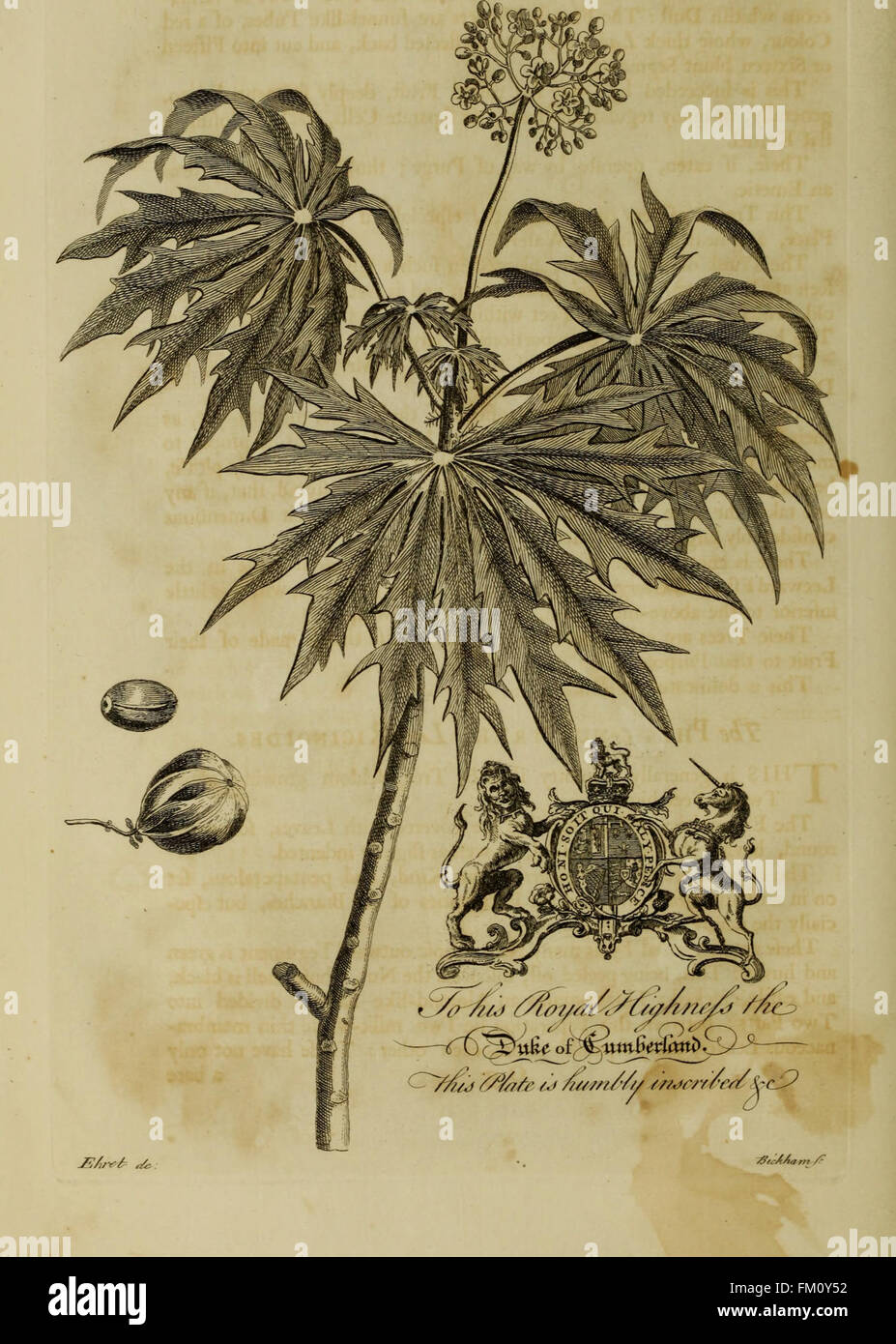*The Natural History of Barbados* (1750) provides a comprehensive ...