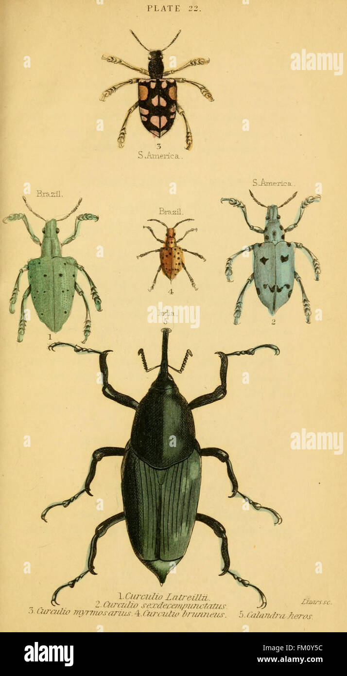 The natural history of beetles (Plate 22 Stock Photo - Alamy