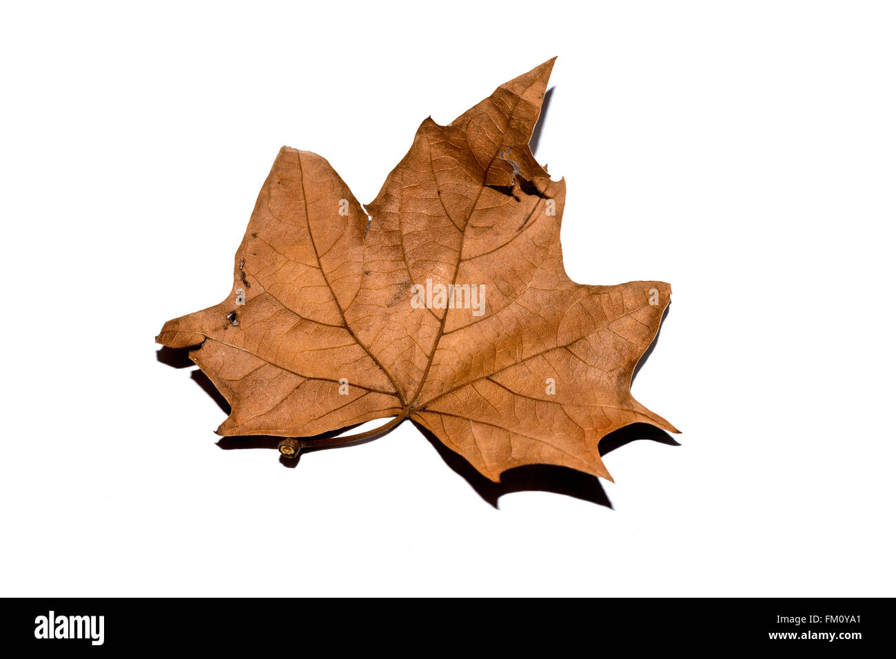 Close up dried maple leaf hi-res stock photography and images - Alamy