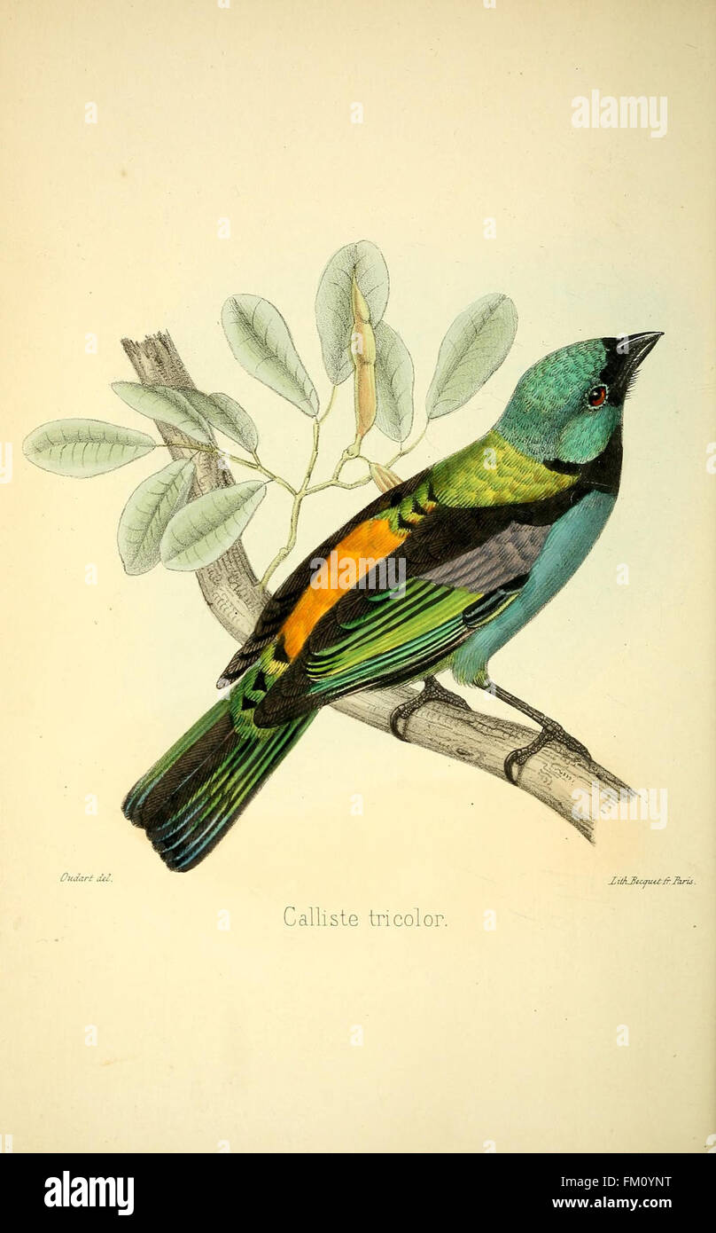 An illustration from a monograph on the tanagrine genus Calliste ...
