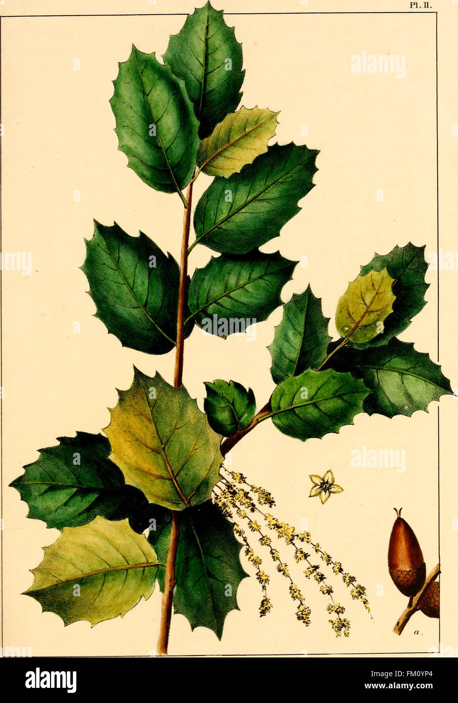 Describing forest hi-res stock photography and images - Alamy