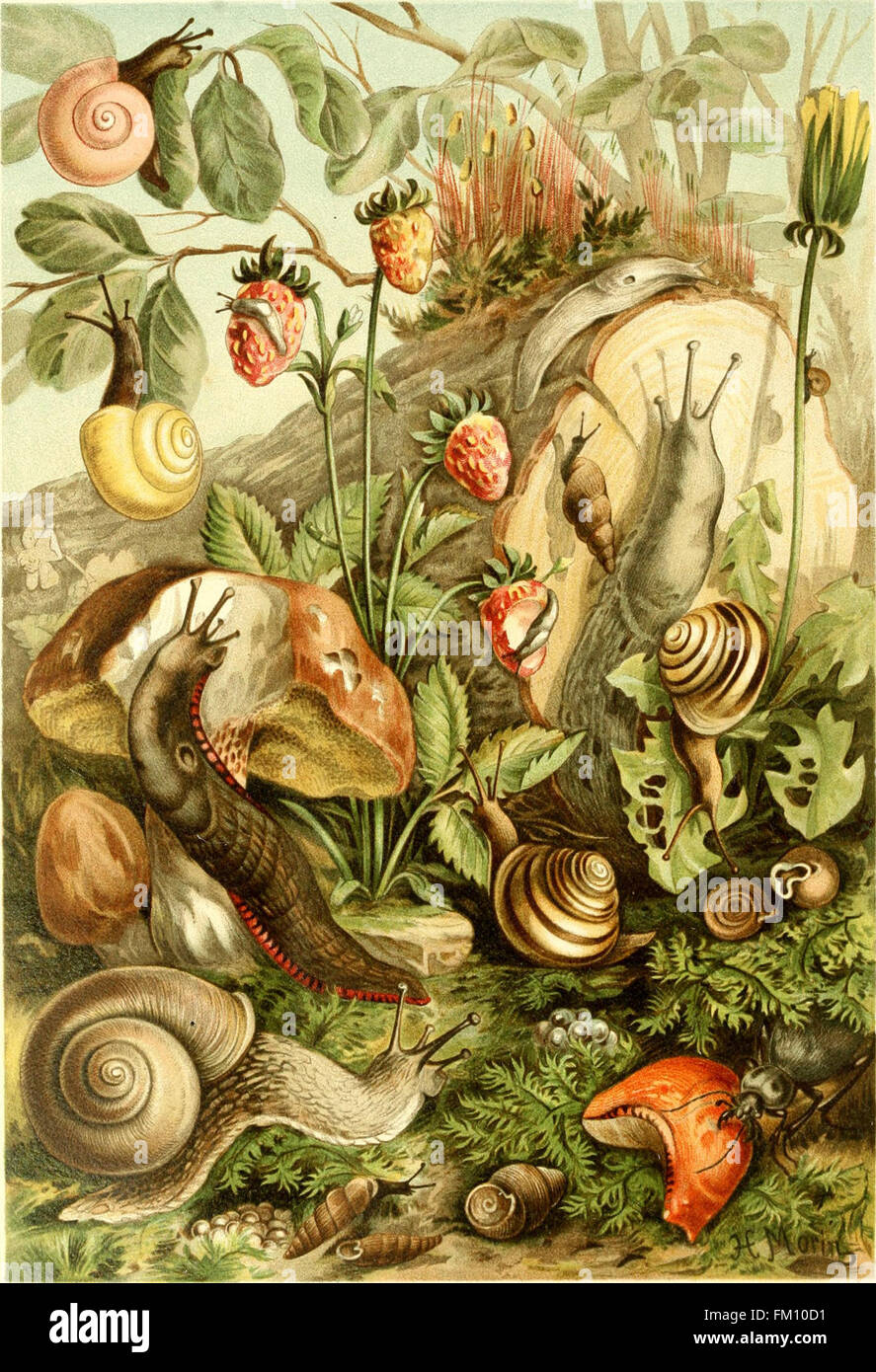 *The Royal Natural History* (1893) is a comprehensive guide that covers ...