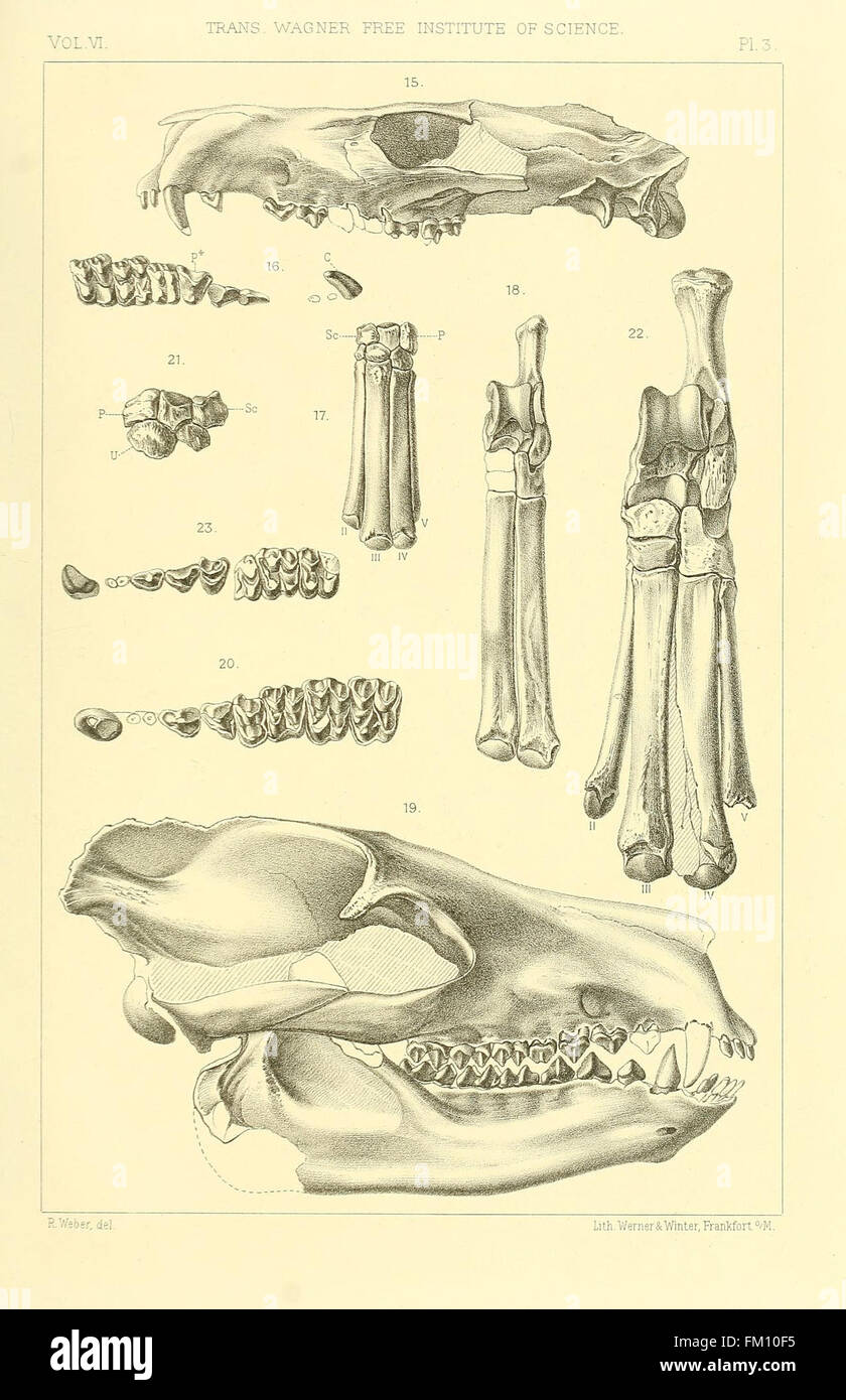 A paleontological work on the selenodont artiodactyls from the Uinta ...
