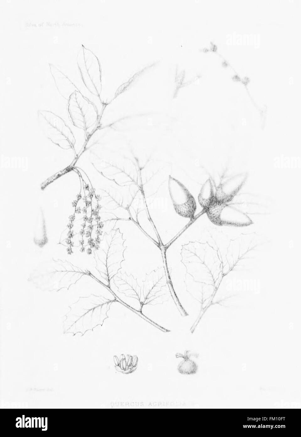 The silva of North America (microform) - a description of the tree ...