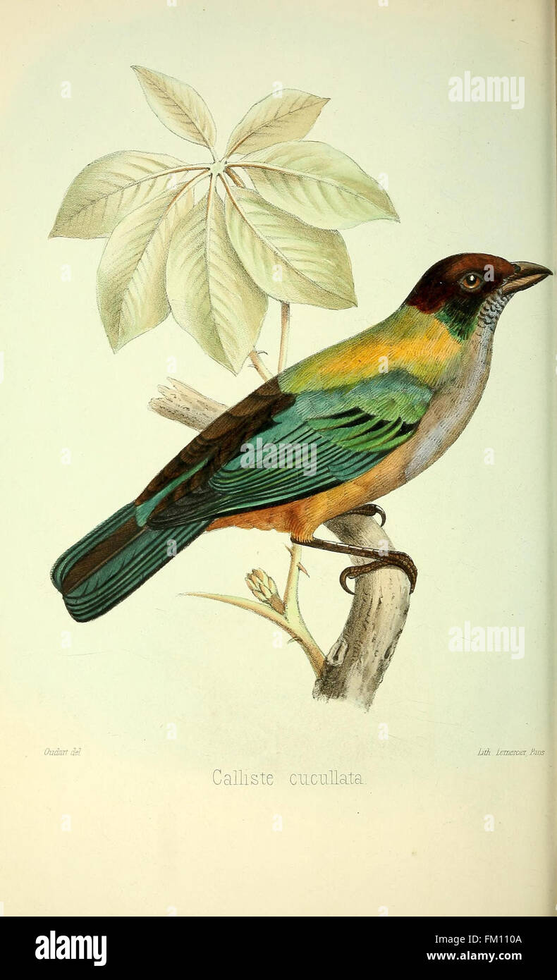 This work presents detailed illustrations of the Calliste genus of ...