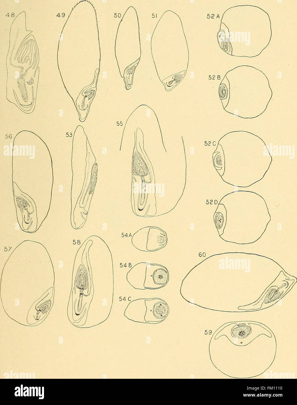 This 1899 work provides an in-depth study of the structure and ...