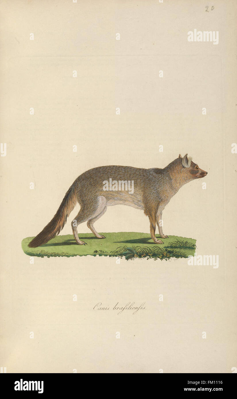 Plate 20 from 'Abbildungen zur Naturgeschichte Brasiliens' features ...