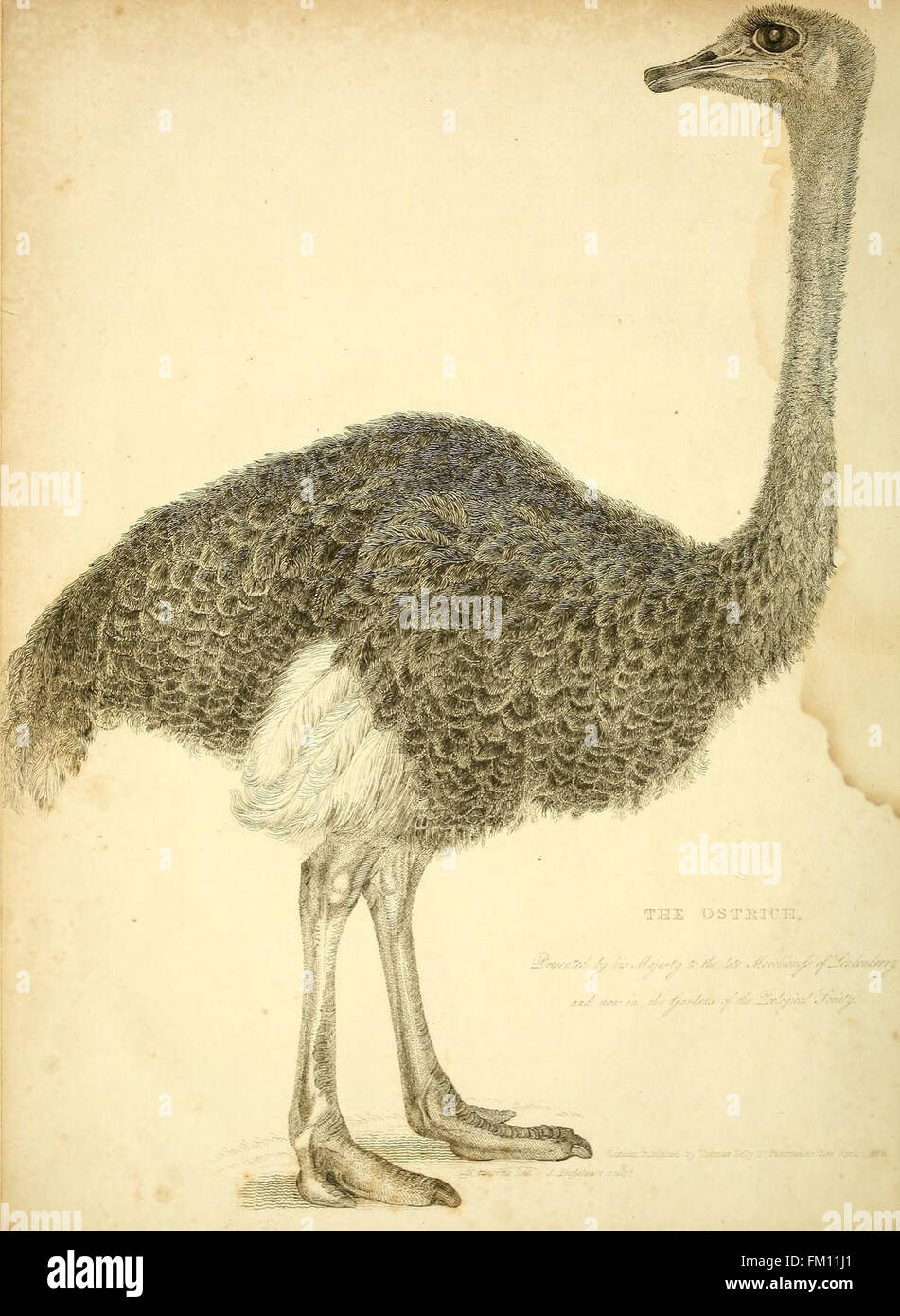 Plate 2 from 'The Wonders of the Animal Kingdom' presents various ...