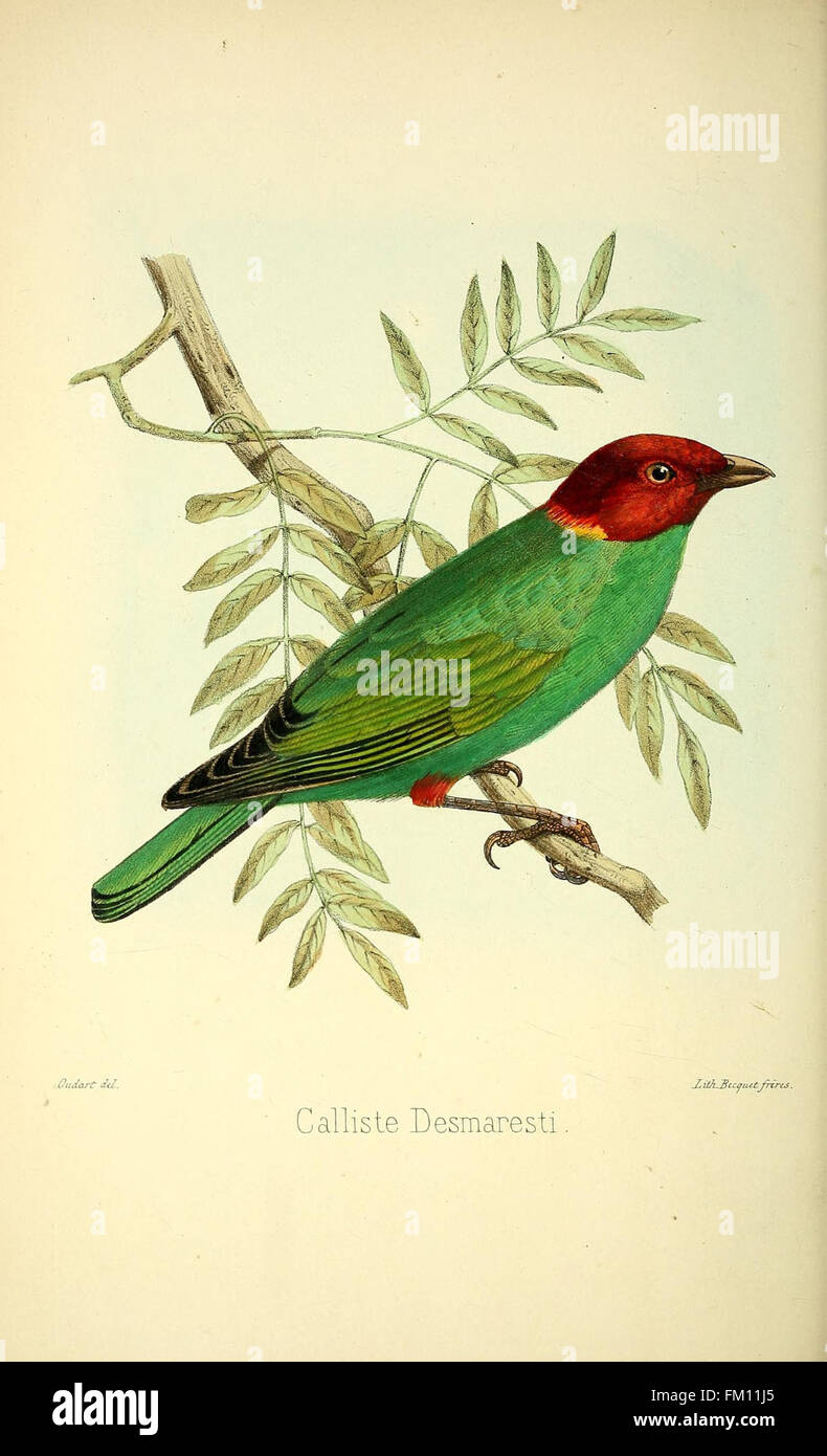 *A Monograph of the Birds Forming the Tanagrine Genus Calliste* (Pl ...