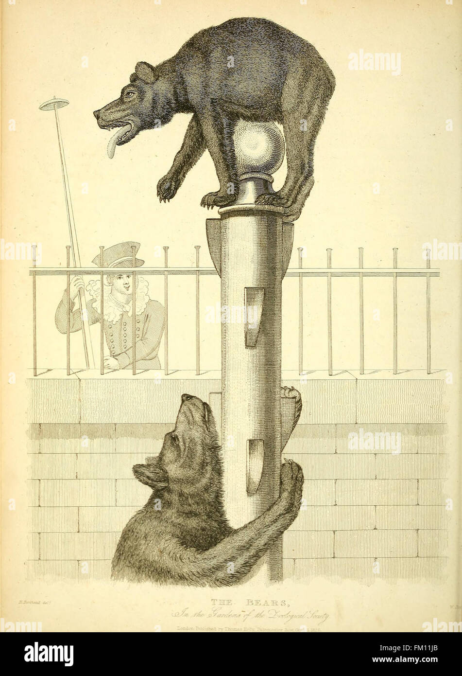 This work explores the fascinating behaviors of animals from various ...