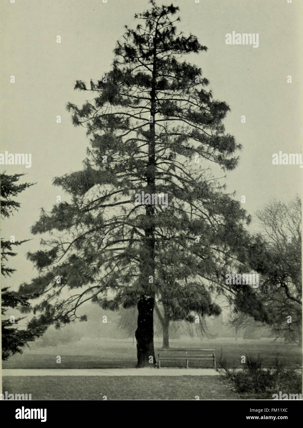 This work presents a collection of trees and shrubs that are well ...