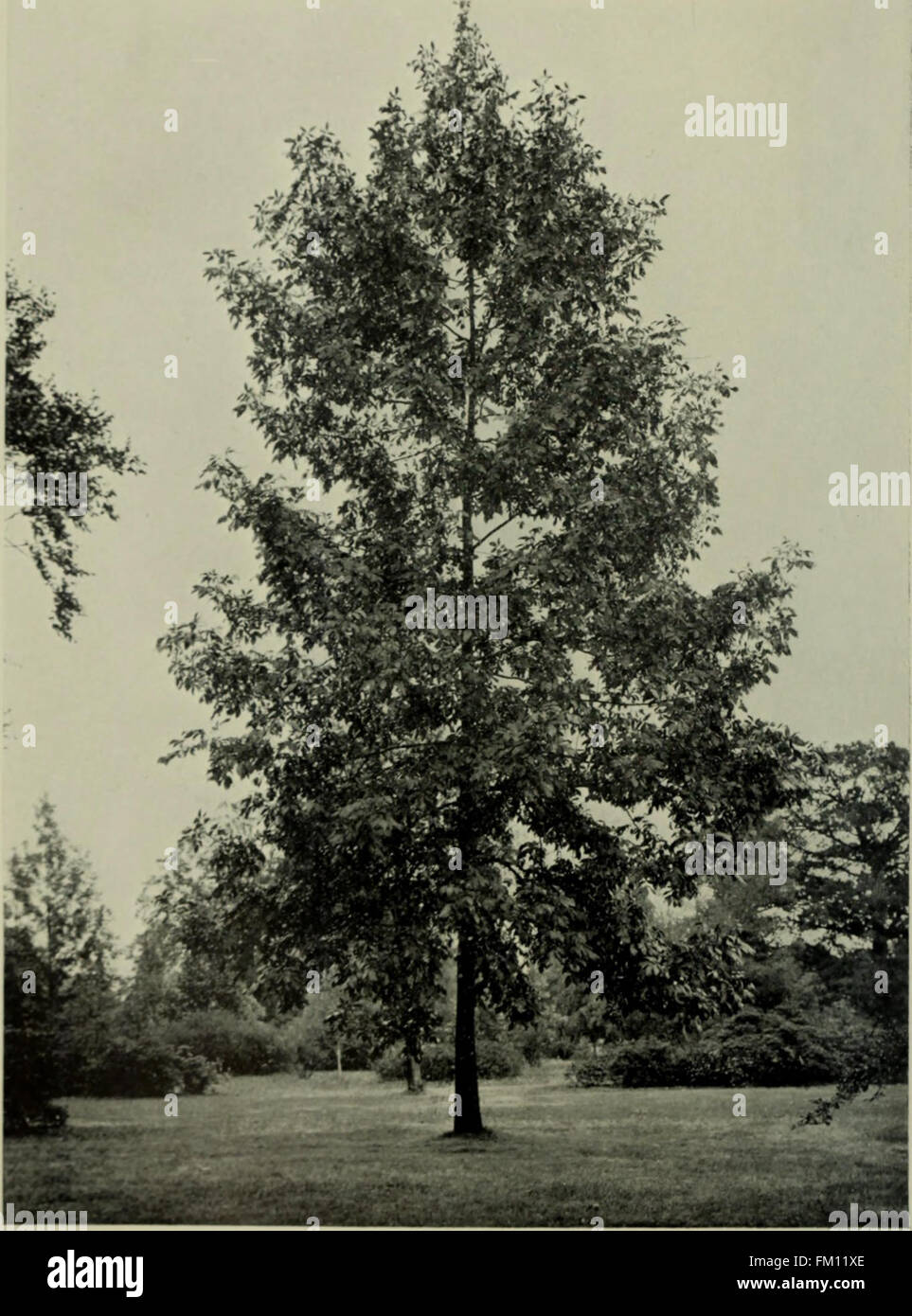 'Trees and Shrubs, Hardy in the British Isles' (1914) covers various ...