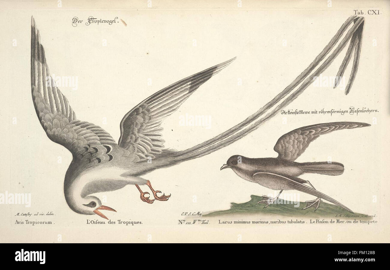 This work features a collection of rare and foreign bird species, with ...