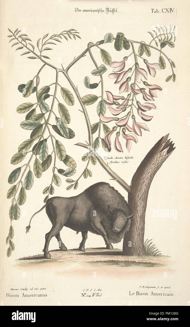 This work features a collection of rare and foreign bird species ...