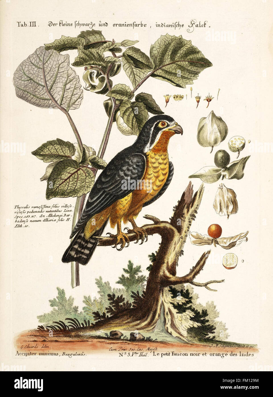 This illustrated work on foreign and rare bird species offers detailed ...