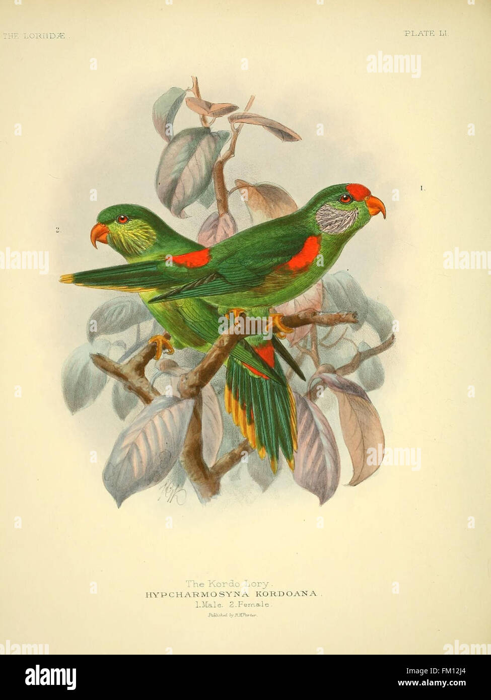 This monograph provides a detailed study of the lories, a group of ...