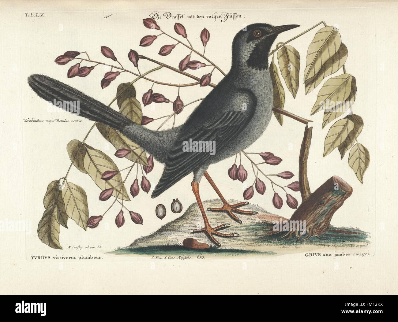 This work focuses on a collection of foreign and rare birds, offering ...