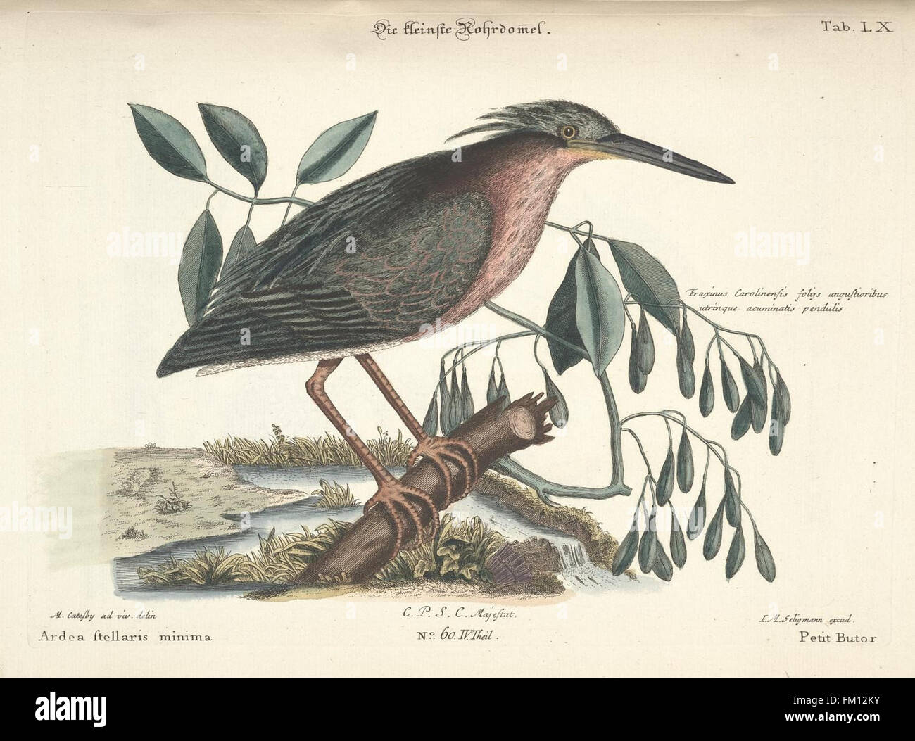 This image from the Peter H. Raven Library at Missouri Botanical Garden ...