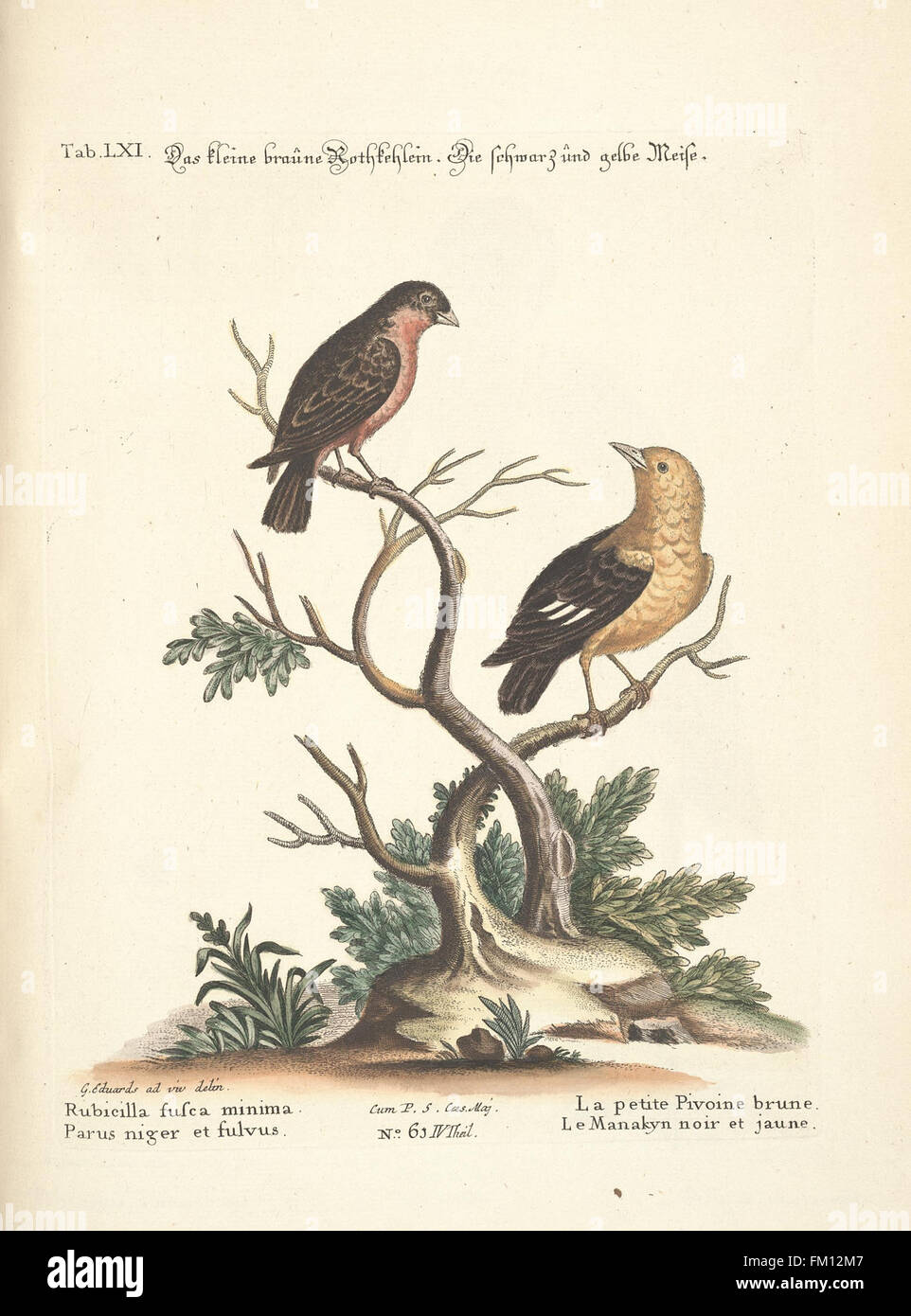 This illustration from the Peter H. Raven Library at the Missouri ...