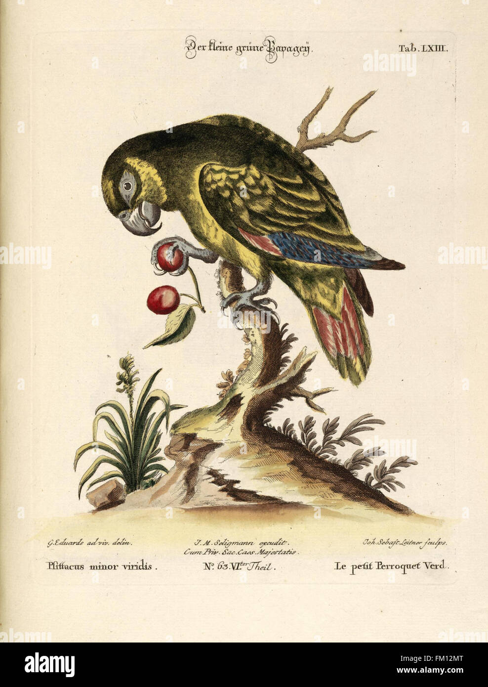 A collection of rare and exotic birds, presented in a pictorial work ...