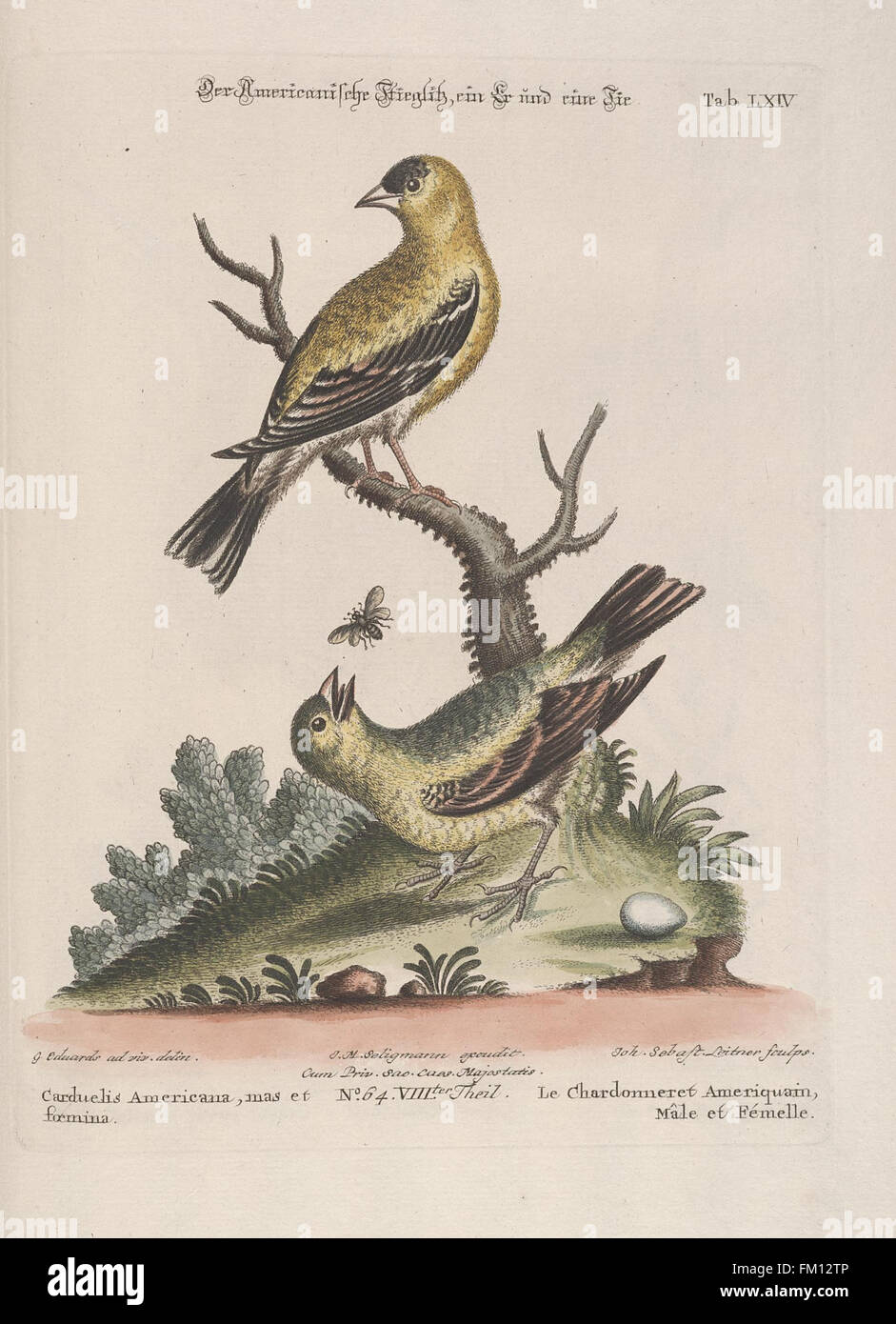 This collection presents rare and foreign bird species through ...