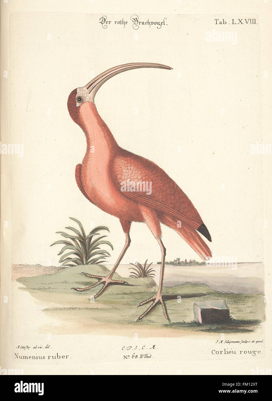 This work presents a rare collection of foreign and exotic bird species ...