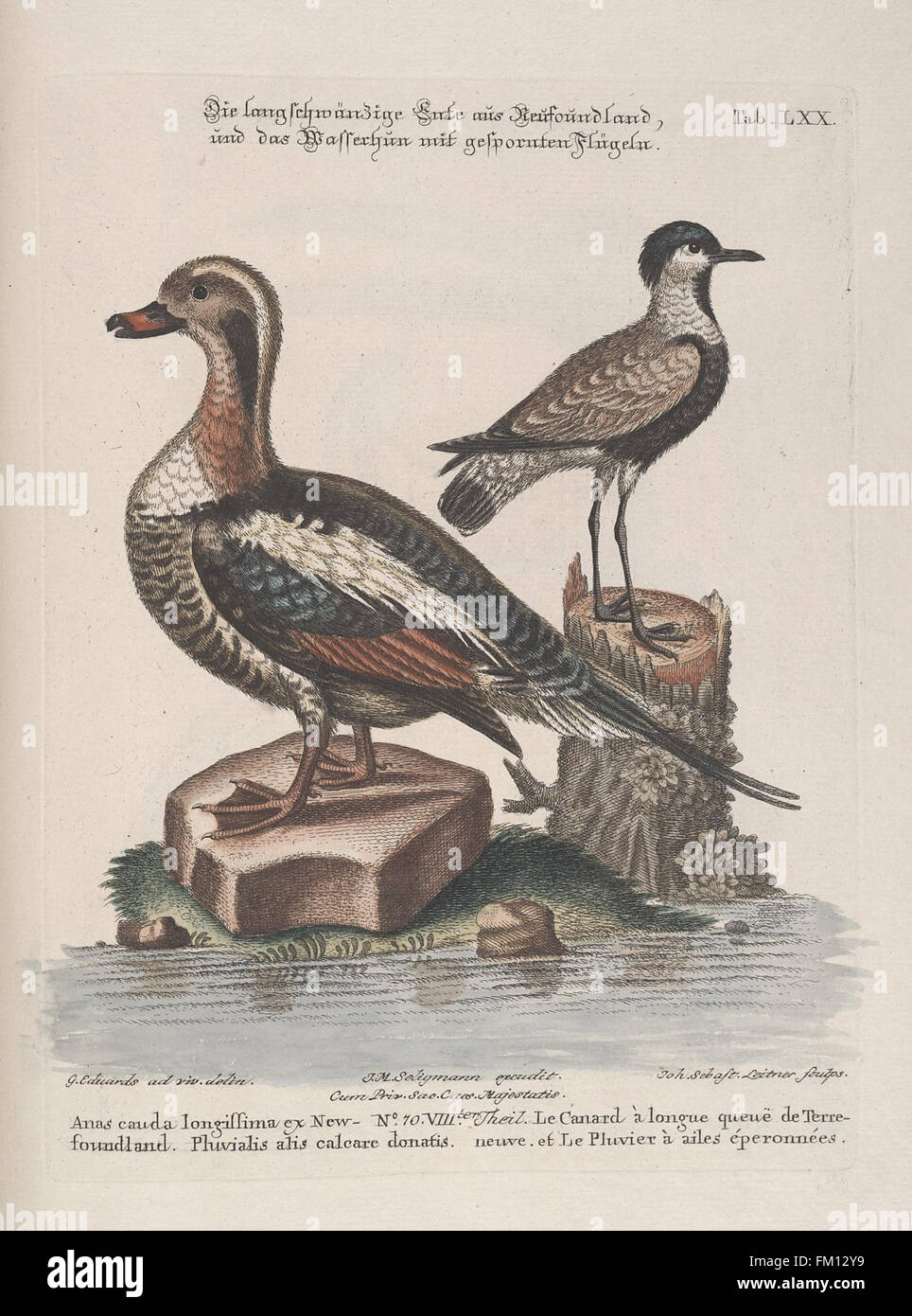 This collection of rare and foreign birds includes illustrations of ...