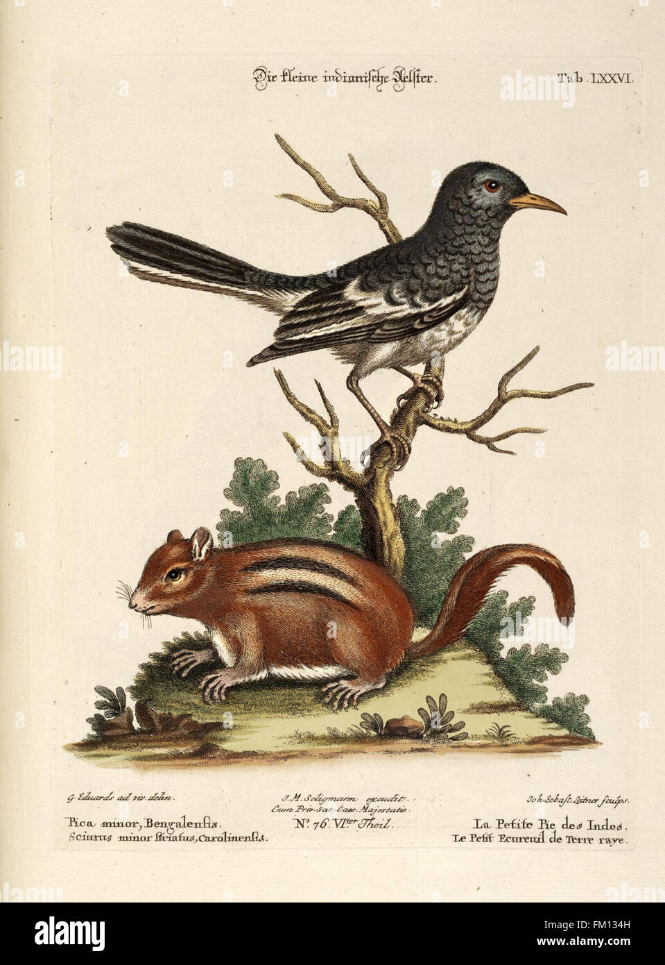 This collection showcases rare and exotic bird species, as depicted in ...