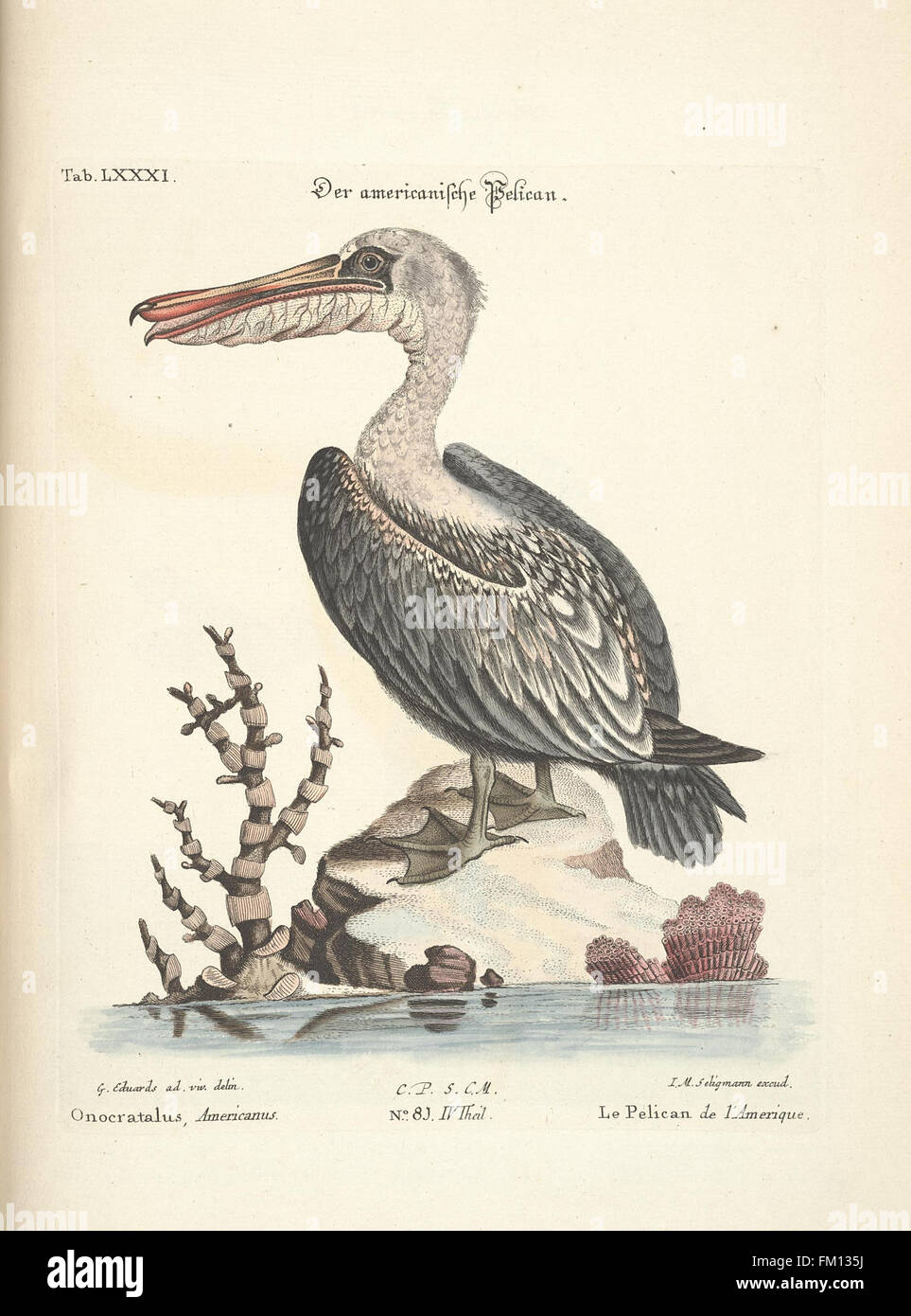 This collection features rare and foreign bird species, showcasing ...