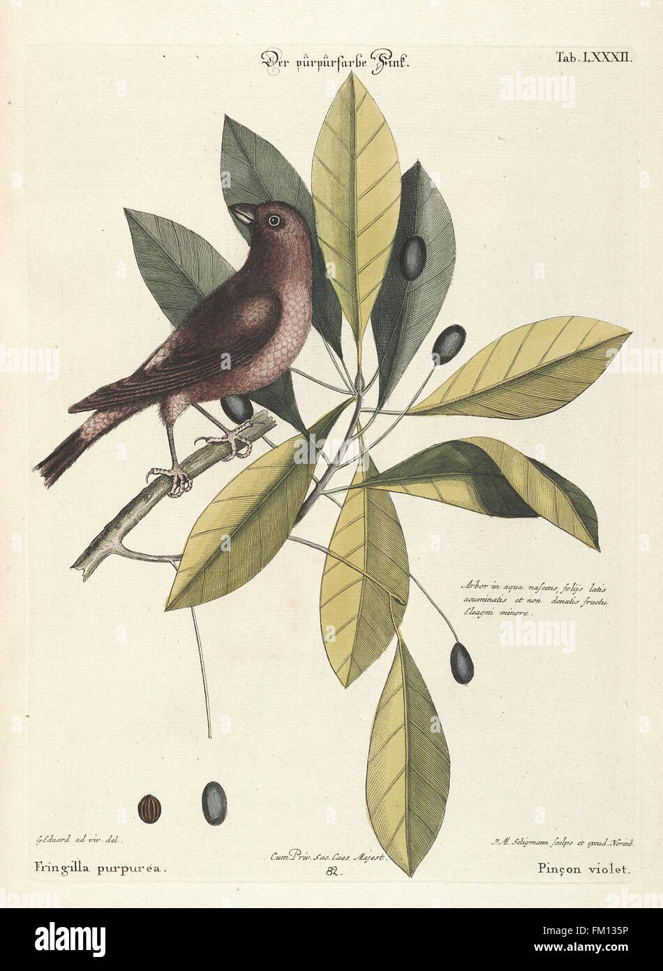 This Collection Presents Rare And Exotic Bird Species From Around The