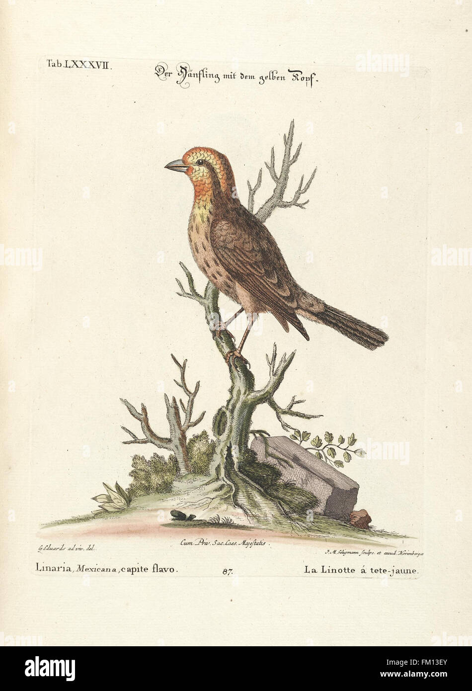 A collection of rare and foreign birds, documented in detailed ...