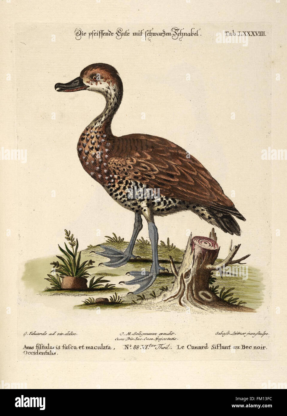 Peter H. Raven Library Pictorial works Zoology Stock Photo - Alamy