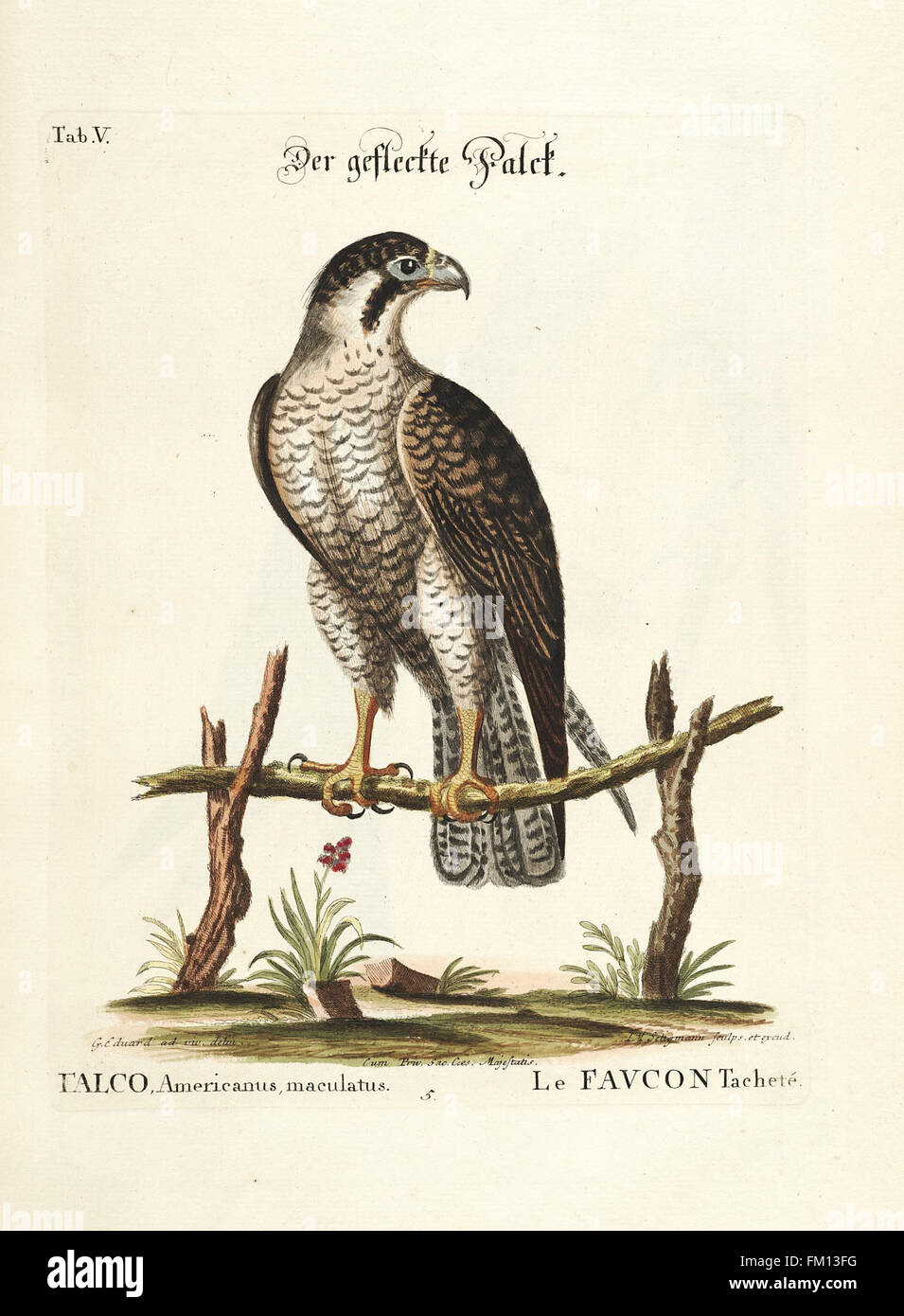 This plate showcases rare and exotic bird species, focusing on their ...