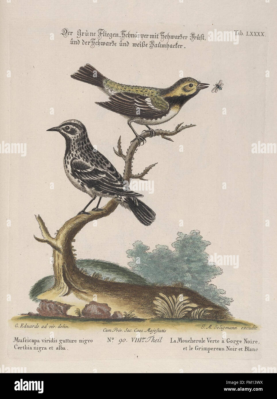 This collection presents rare and exotic bird species, showcasing their ...