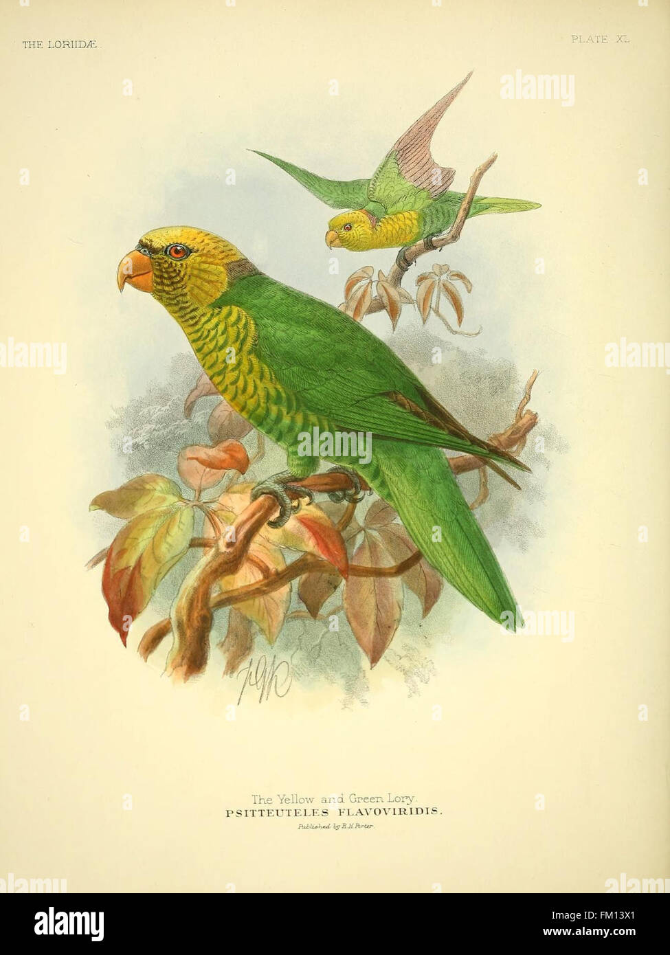 Understanding avian evolution hi-res stock photography and images - Alamy