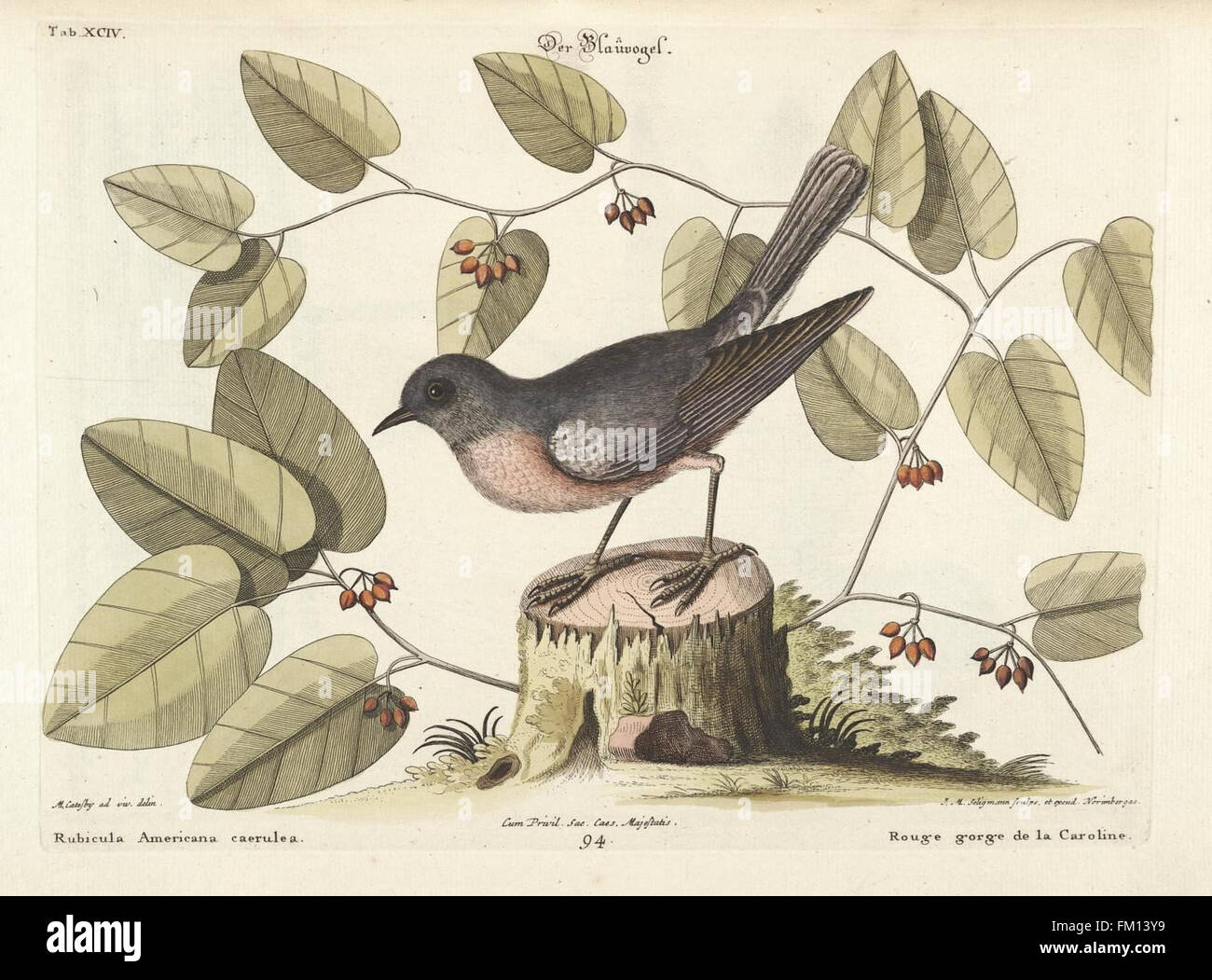 An illustration from the collection of rare and foreign birds ...