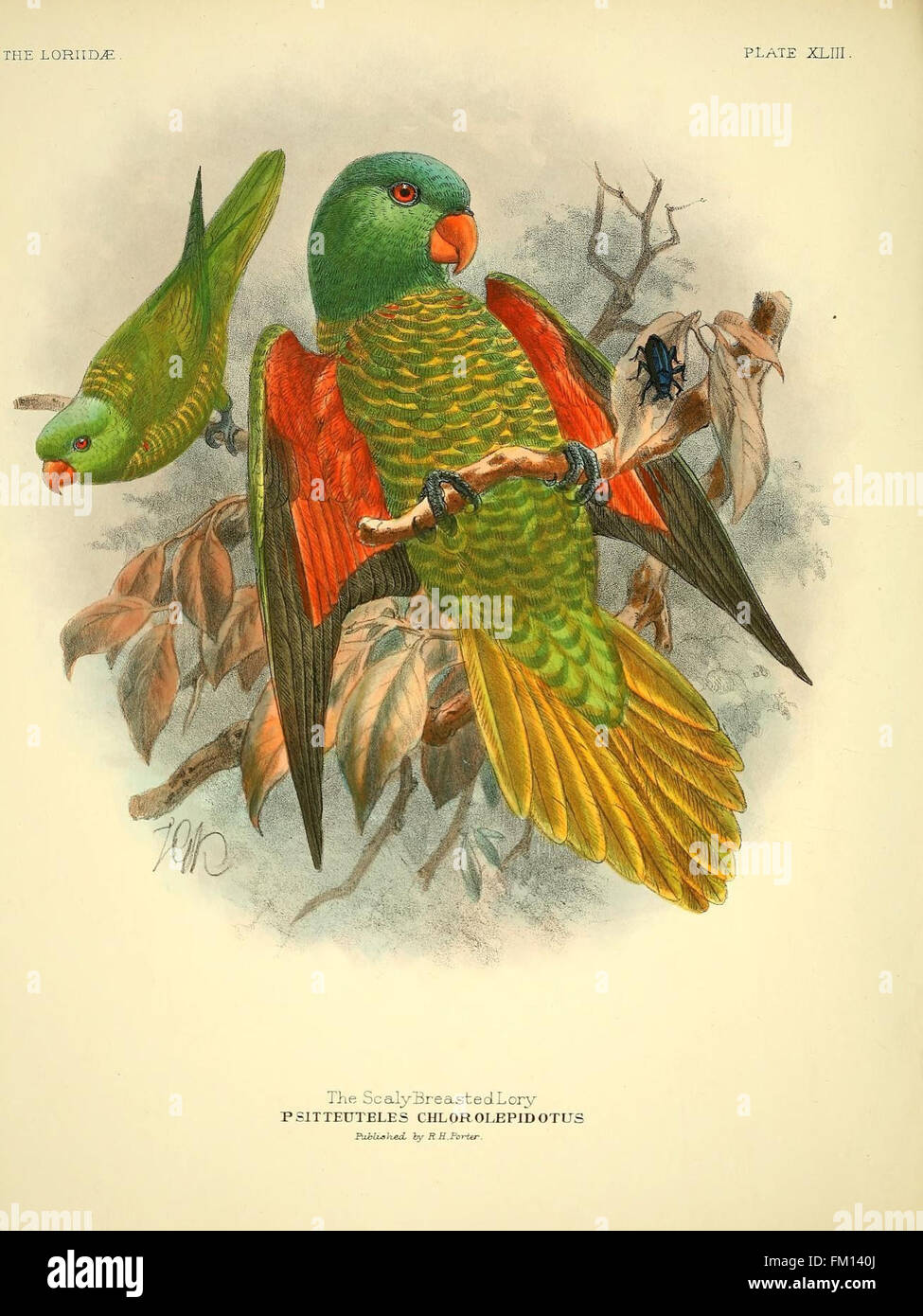 This monograph from the Smithsonian Institution Libraries examines ...
