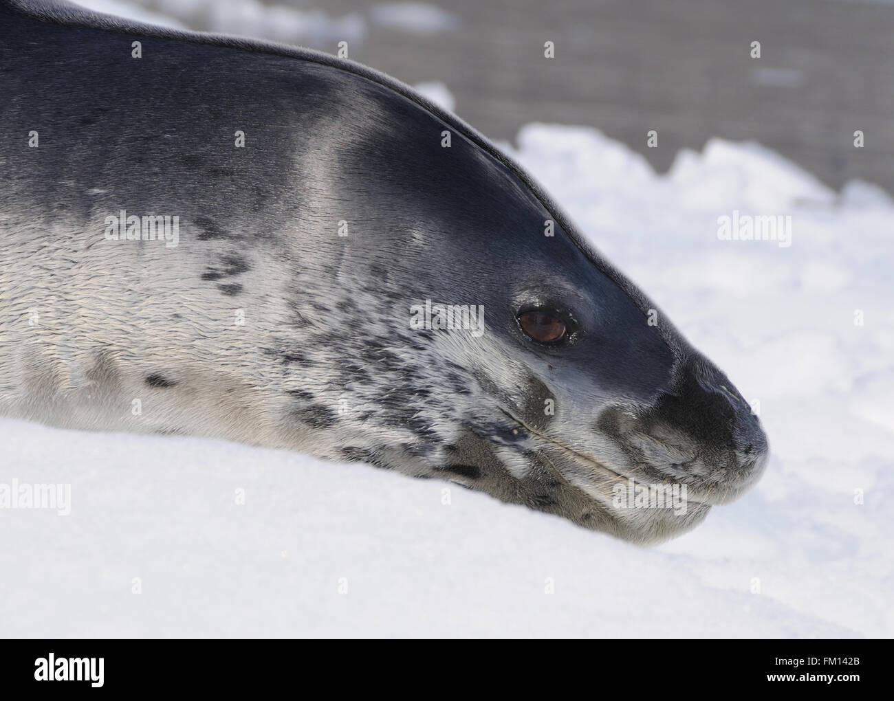 Seal leopard ice hi-res stock photography and images - Alamy